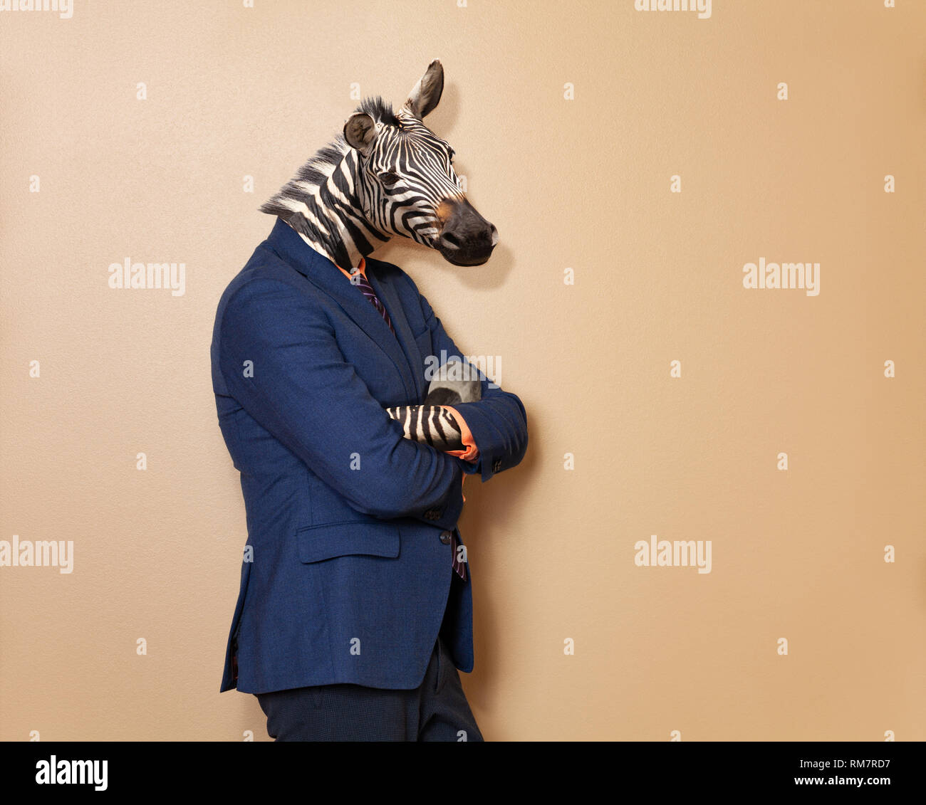 Male zebra in office clothing suit and shirt Stock Photo - Alamy