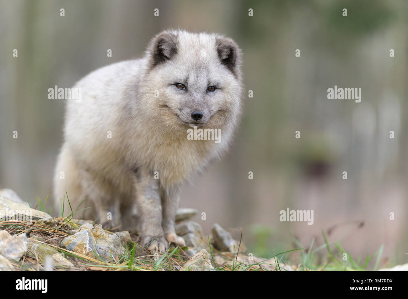Artic fox iceland hi-res stock photography and images - Alamy