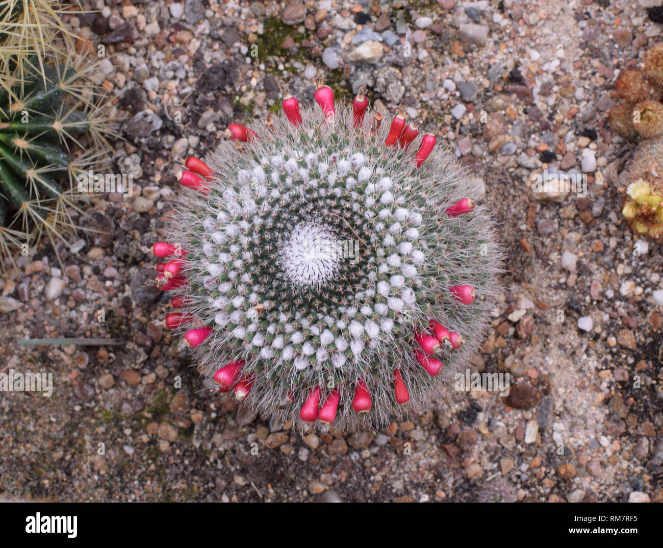 Spherical fruits hi-res stock photography and images - Alamy