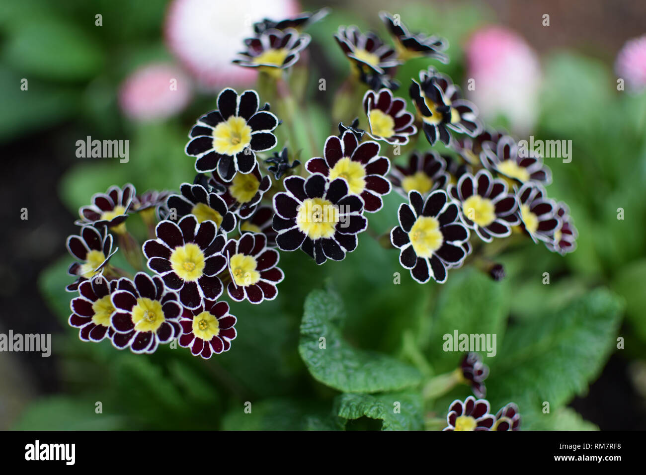 Primula Elatior "Gold Lace" - Victorian Gold Lace Black. Close up of ...