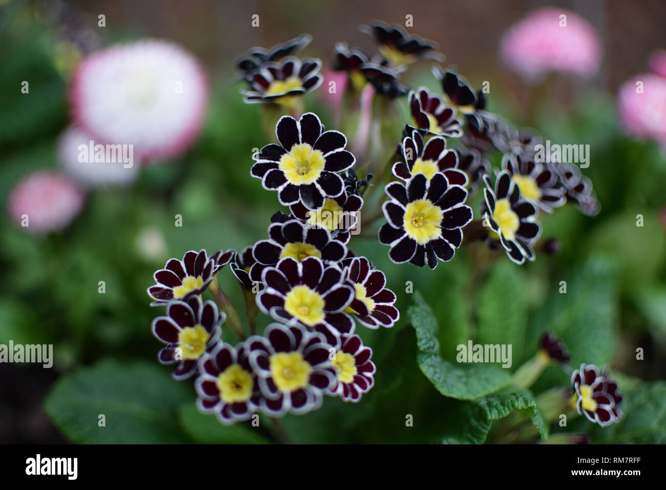Primula Elatior "Gold Lace" - Victorian Gold Lace Black. Close up of ...