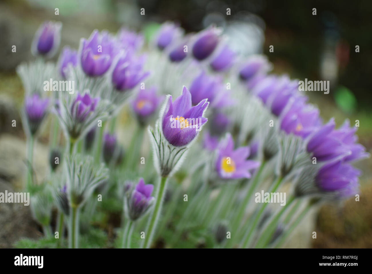 Close Up Of Prairie Crocus High Resolution Stock Photography and Images ...
