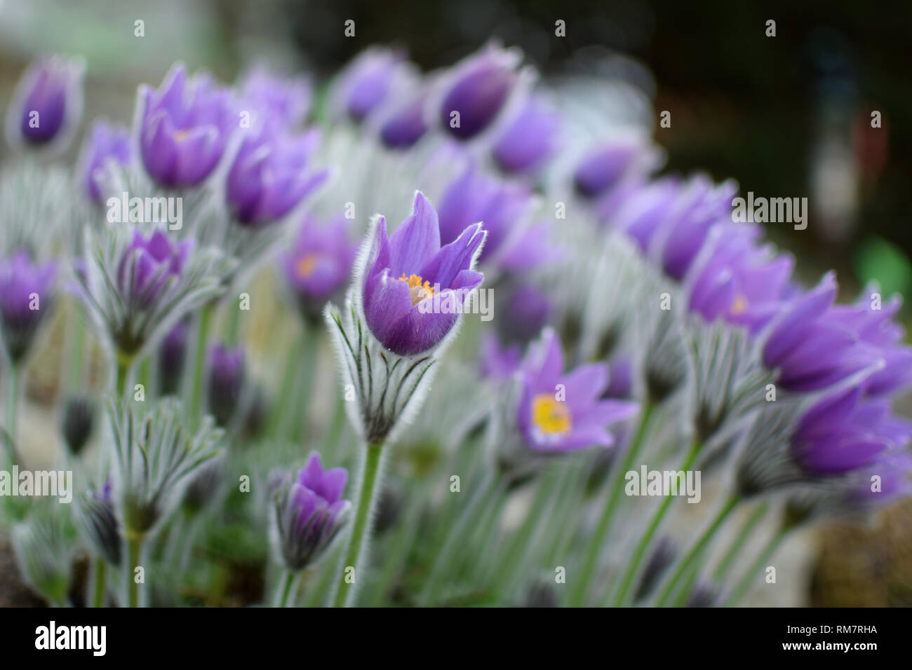 Close up of prairie crocus hi-res stock photography and images - Alamy