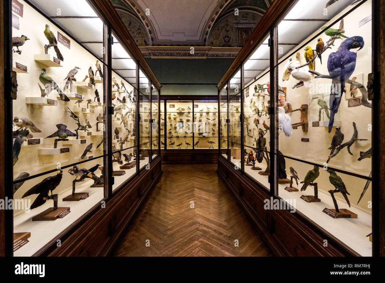 Natural history museum vienna interior hi-res stock photography and ...