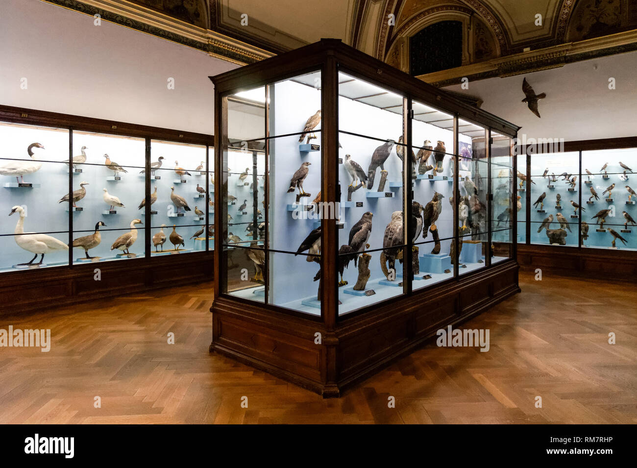 Specimen Display Case High Resolution Stock Photography and Images - Alamy