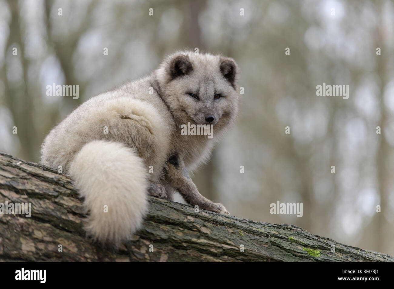 Polarfox hi-res stock photography and images - Alamy