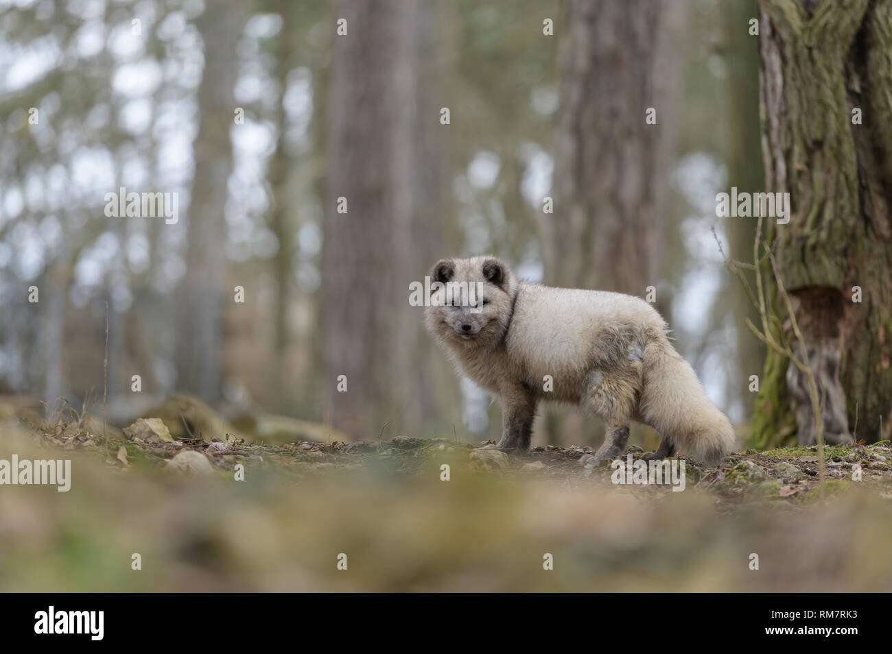 Polarfox hi-res stock photography and images - Alamy