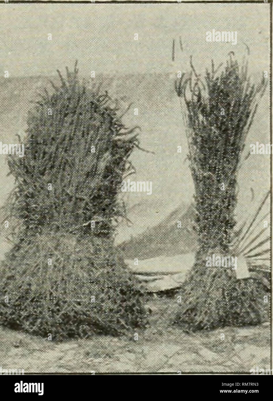 Herbert j webber hi-res stock photography and images - Alamy