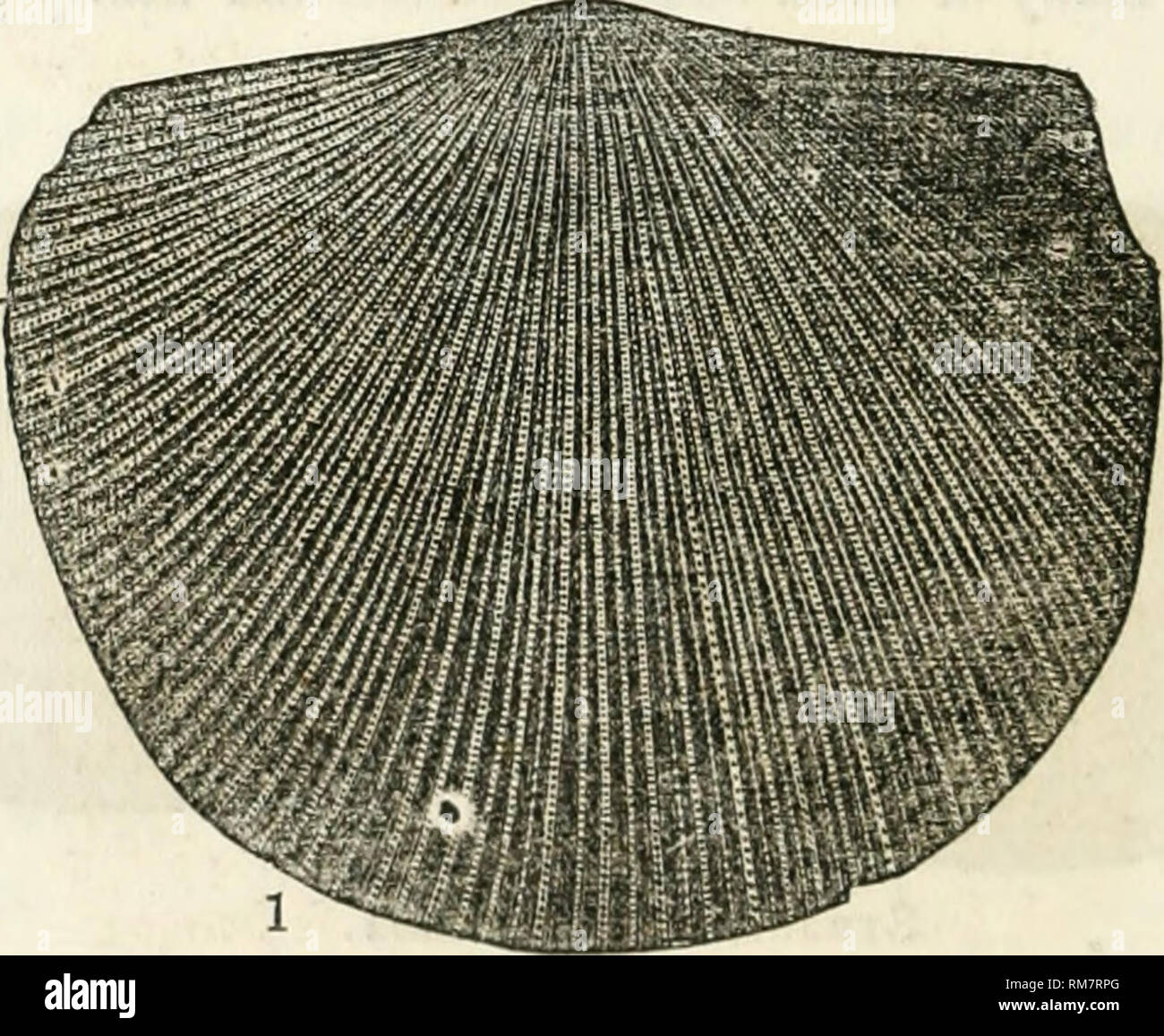 Striate area hi-res stock photography and images - Alamy