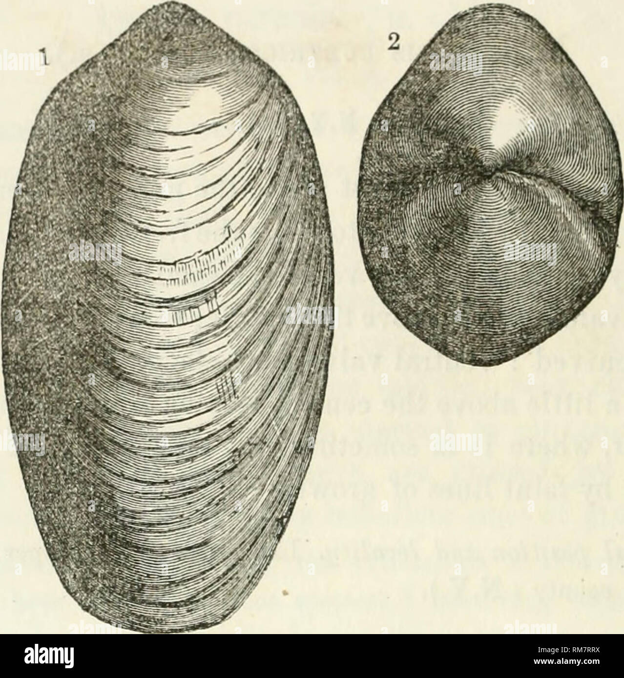 Oval trough shell hi-res stock photography and images - Alamy