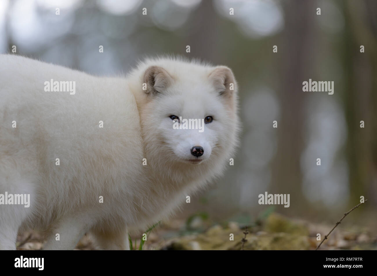 Artic fox iceland hi-res stock photography and images - Alamy