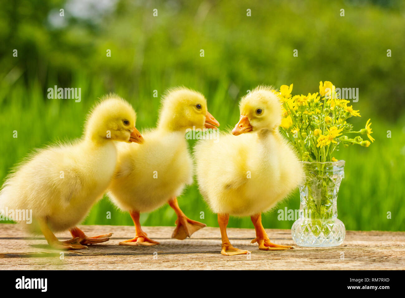 three small yellow goose on natural green background Stock Photo - Alamy