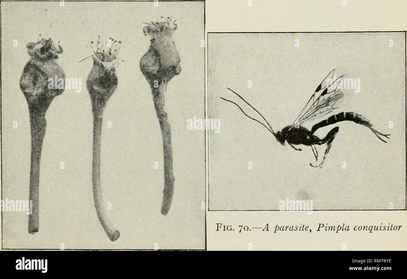 Pimpla sp hi-res stock photography and images - Alamy