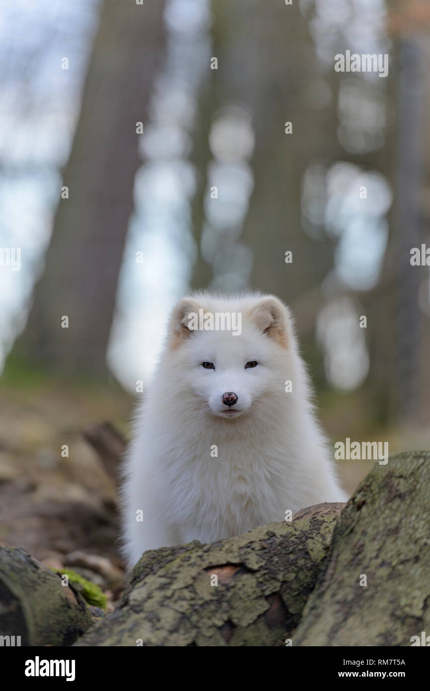 Artic fox iceland hi-res stock photography and images - Alamy