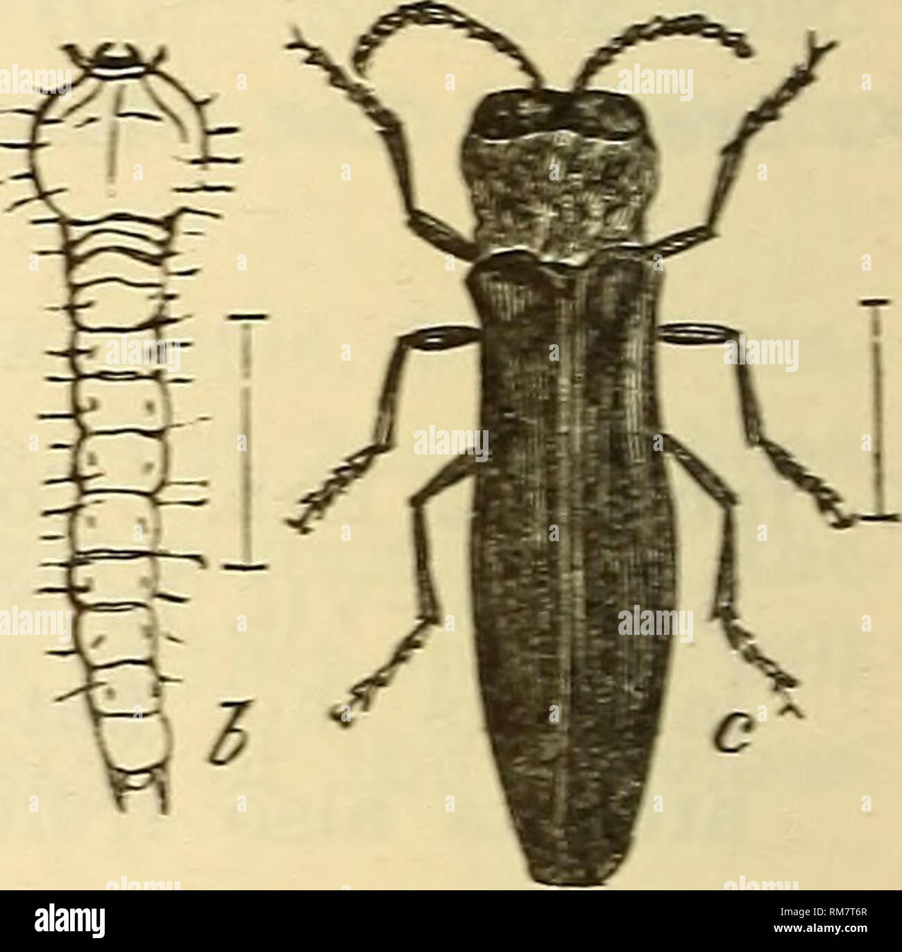 Black alder museum hi-res stock photography and images - Alamy