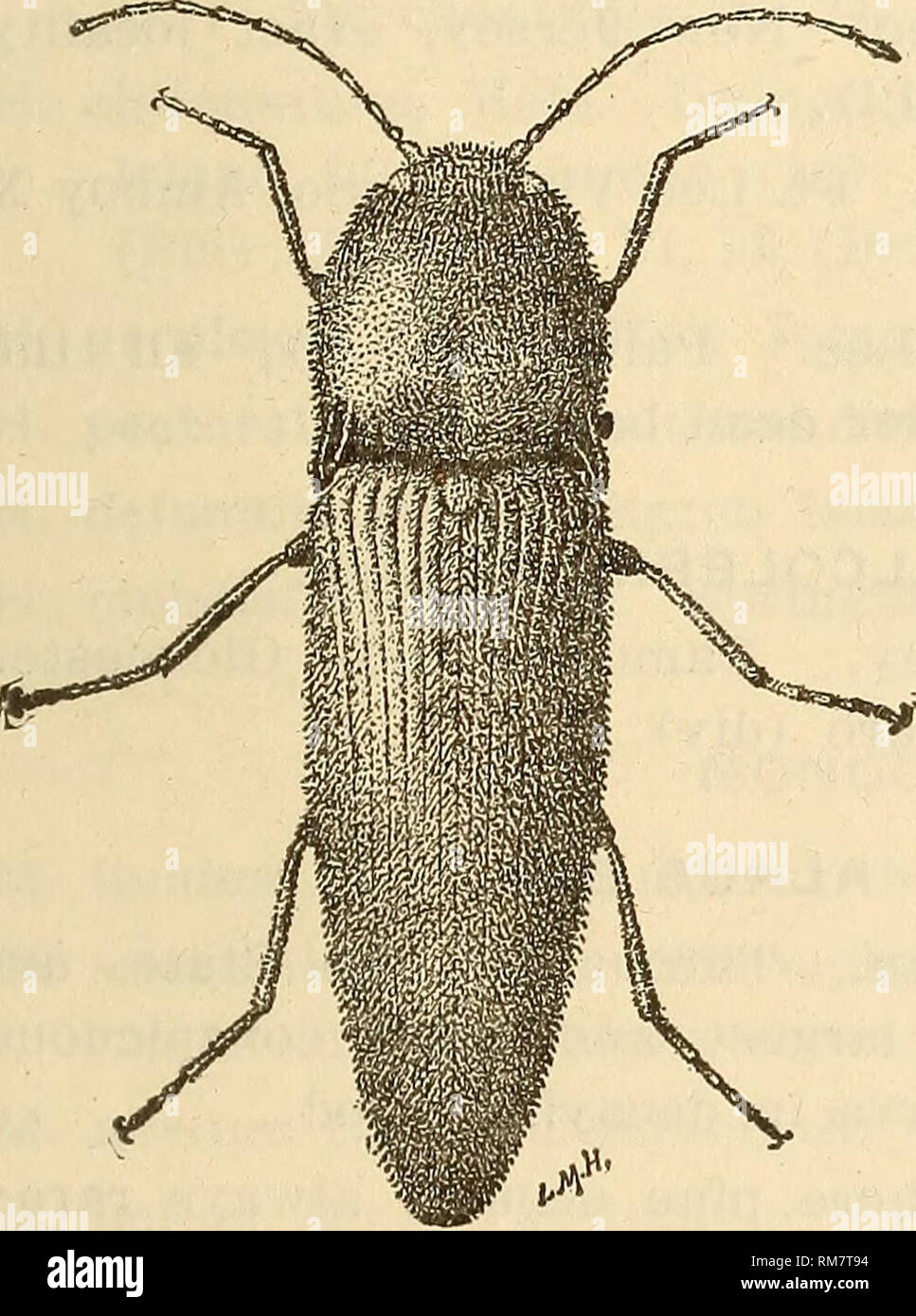Meso thorax hi-res stock photography and images - Alamy