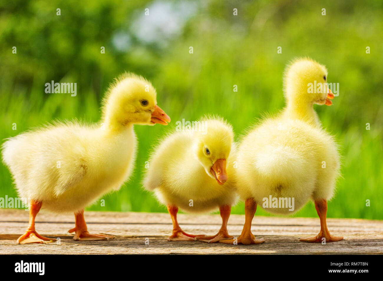 three small yellow goose on natural green background Stock Photo - Alamy