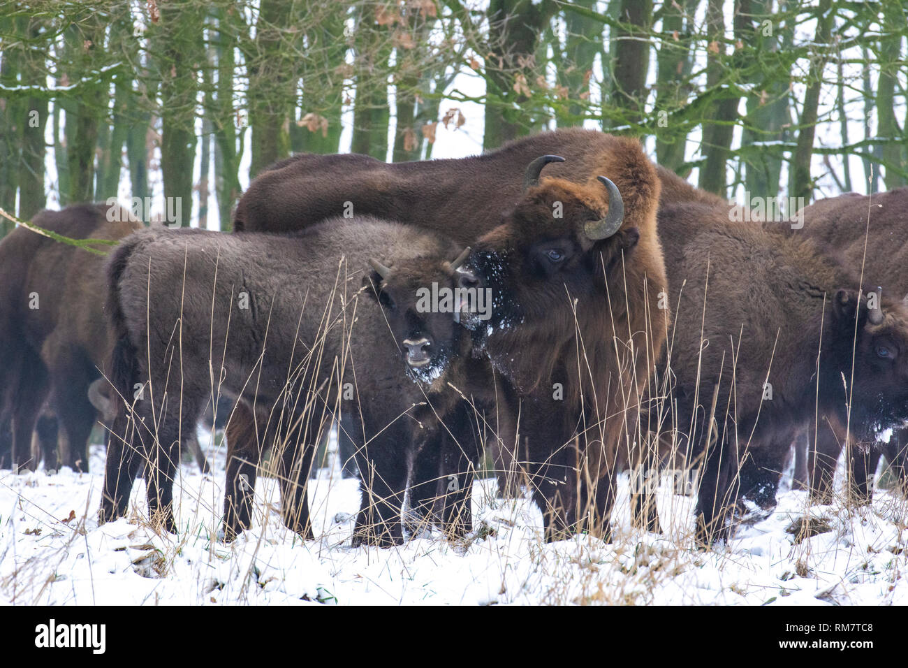 European bison group Stock Photo - Alamy
