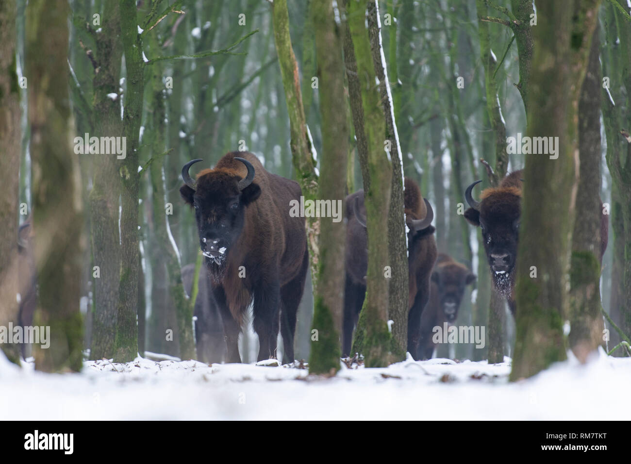 Bison bison bonasus bovinae cattle hi-res stock photography and images ...