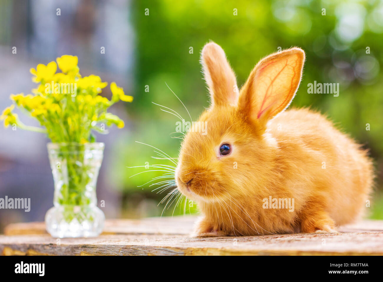 beautiful red rabbit on natural green background Stock Photo - Alamy