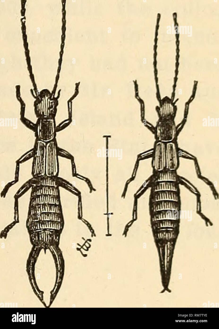 . Annual report, including a report of the insects of New Jersey, 1909 ...