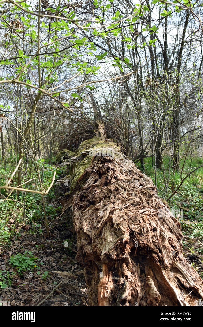 Old tall trees big roots hi-res stock photography and images - Alamy