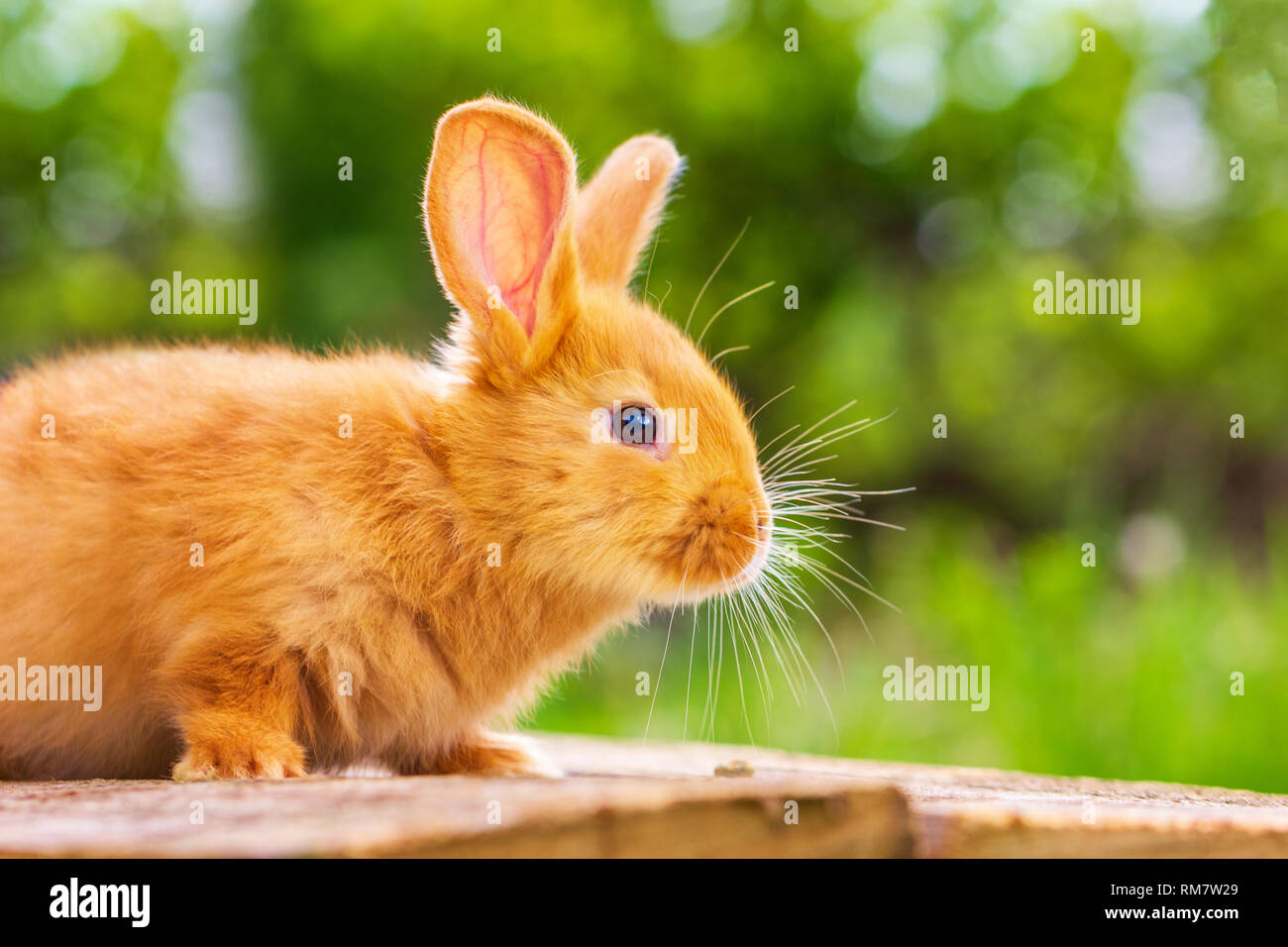 beautiful red rabbit on natural green background Stock Photo - Alamy