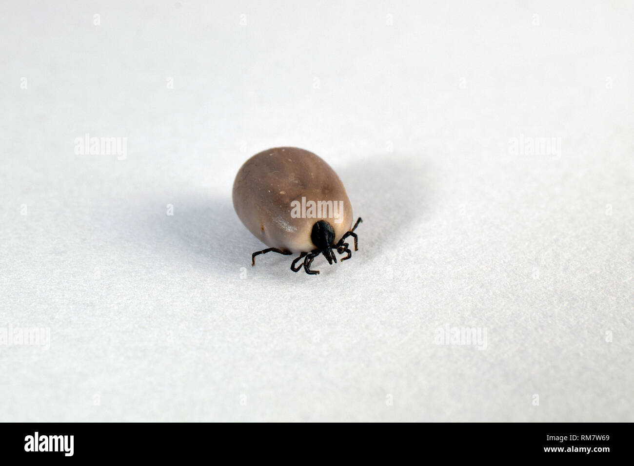 Ixodes ricinus filled with blood. Castor bean tick. Close up isolated ...