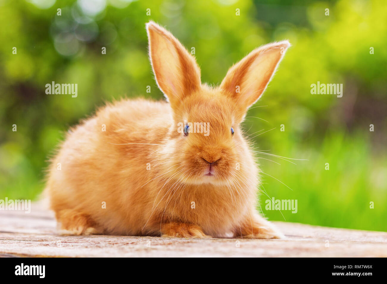 beautiful red rabbit on natural green background Stock Photo - Alamy