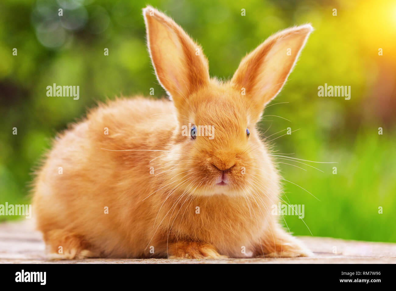 beautiful red rabbit on natural green background Stock Photo - Alamy