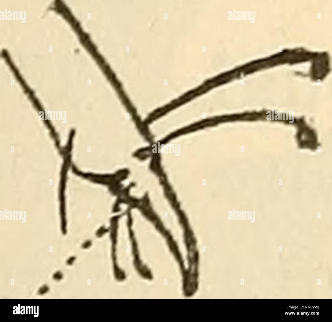 Armored scale insects hi-res stock photography and images - Alamy