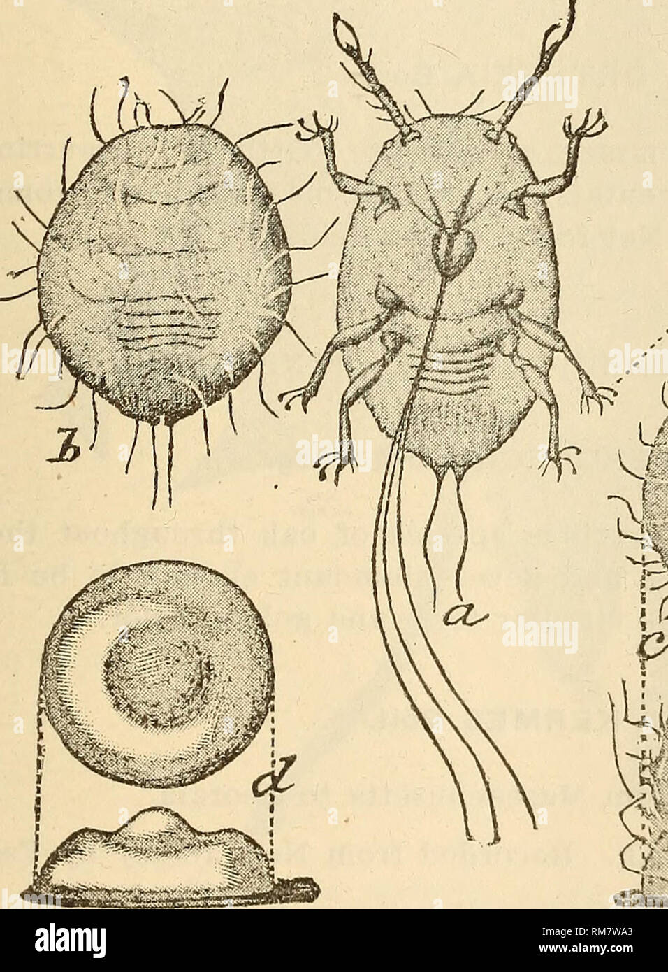 Soft scale insects hi-res stock photography and images - Alamy