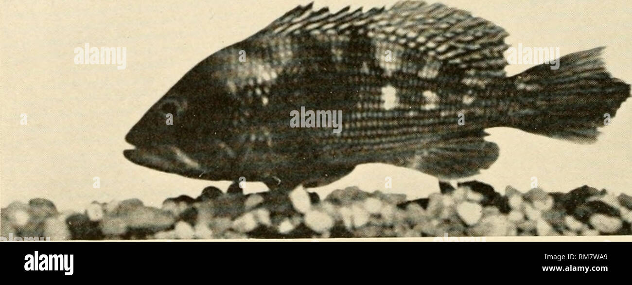 Mens tanks hi-res stock photography and images - Alamy