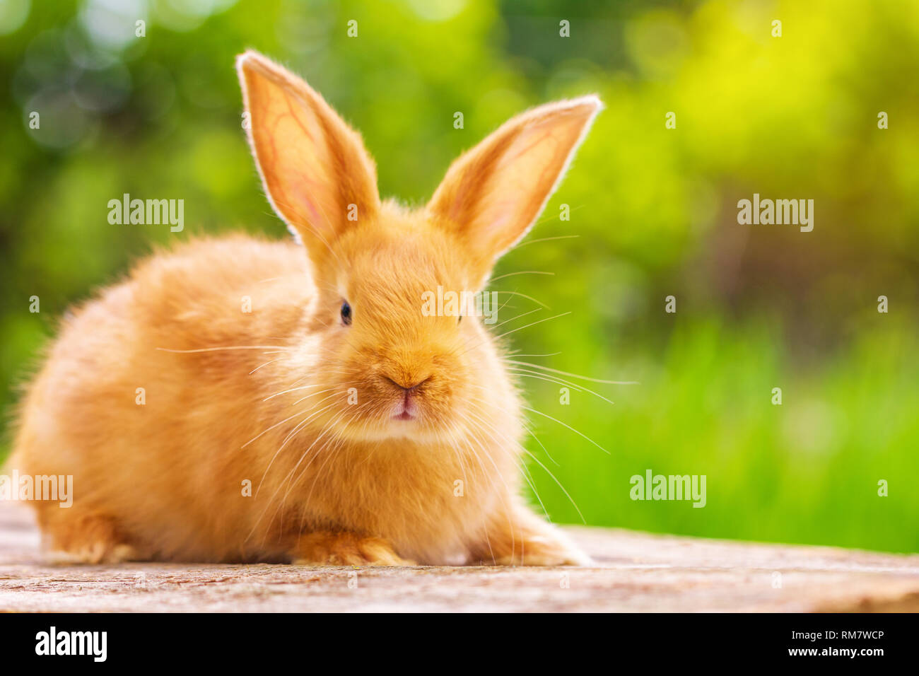 beautiful red rabbit on natural green background Stock Photo - Alamy