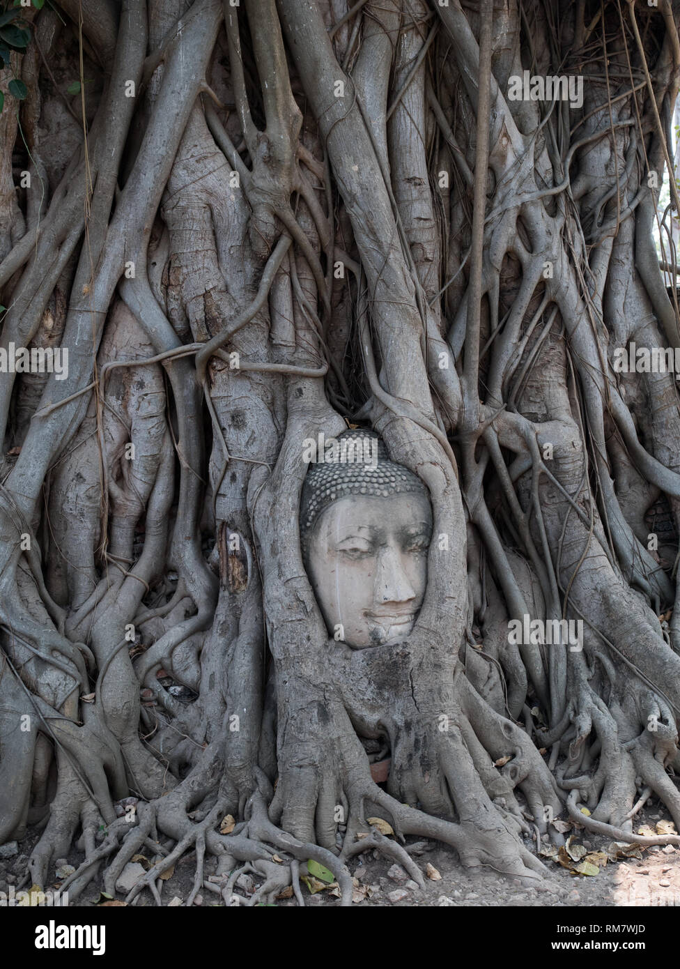 Buddha Head Tree Wat Maha That trapped in Bodhi Tree roots Stock Photo ...