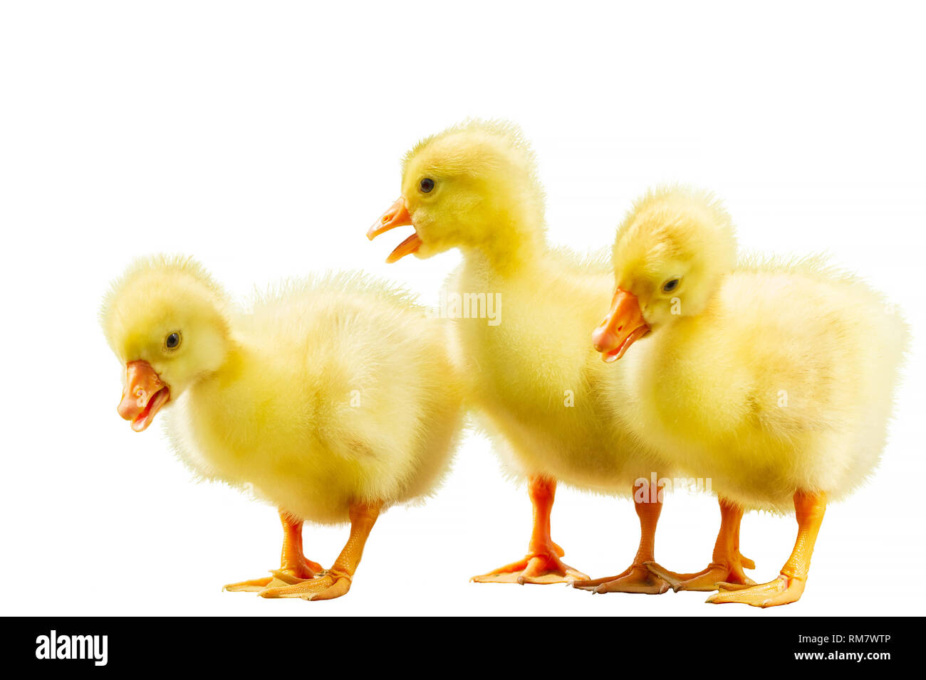 three small yellow goose on white isolated background Stock Photo - Alamy