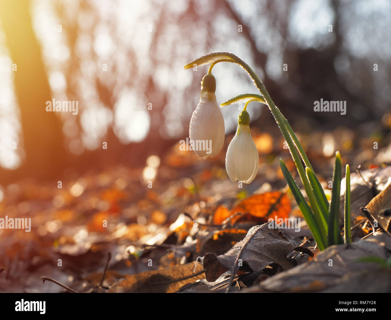 Snowdrop or common snowdrop (Galanthus nivalis) flowers Stock Photo - Alamy