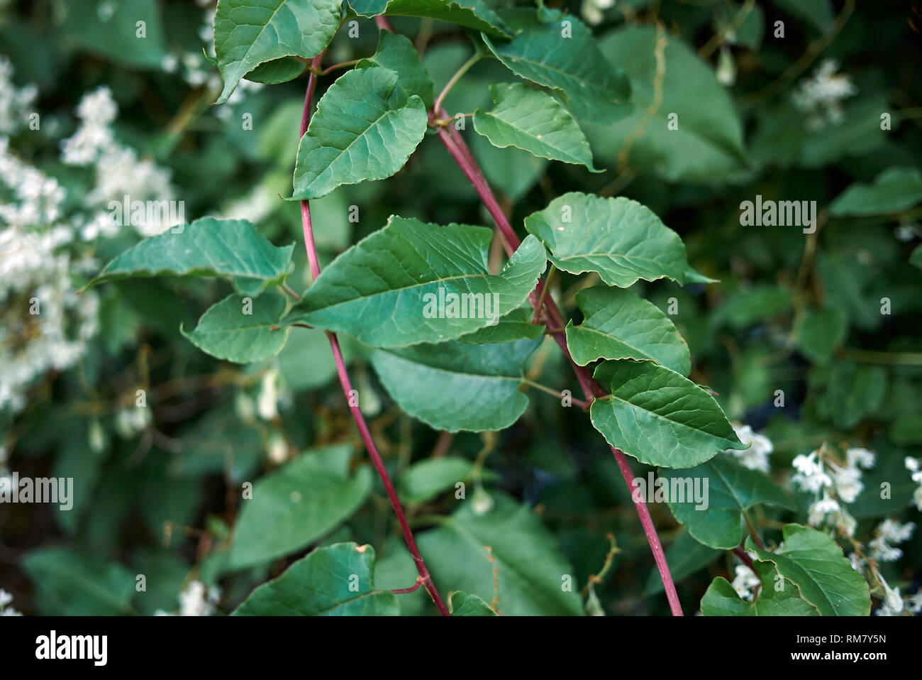 Fallopia vine plant Stock Photo - Alamy
