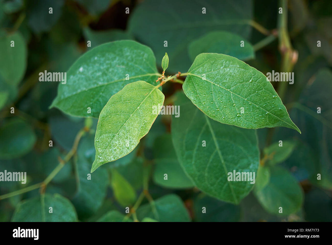 Fallopia vine plant Stock Photo - Alamy