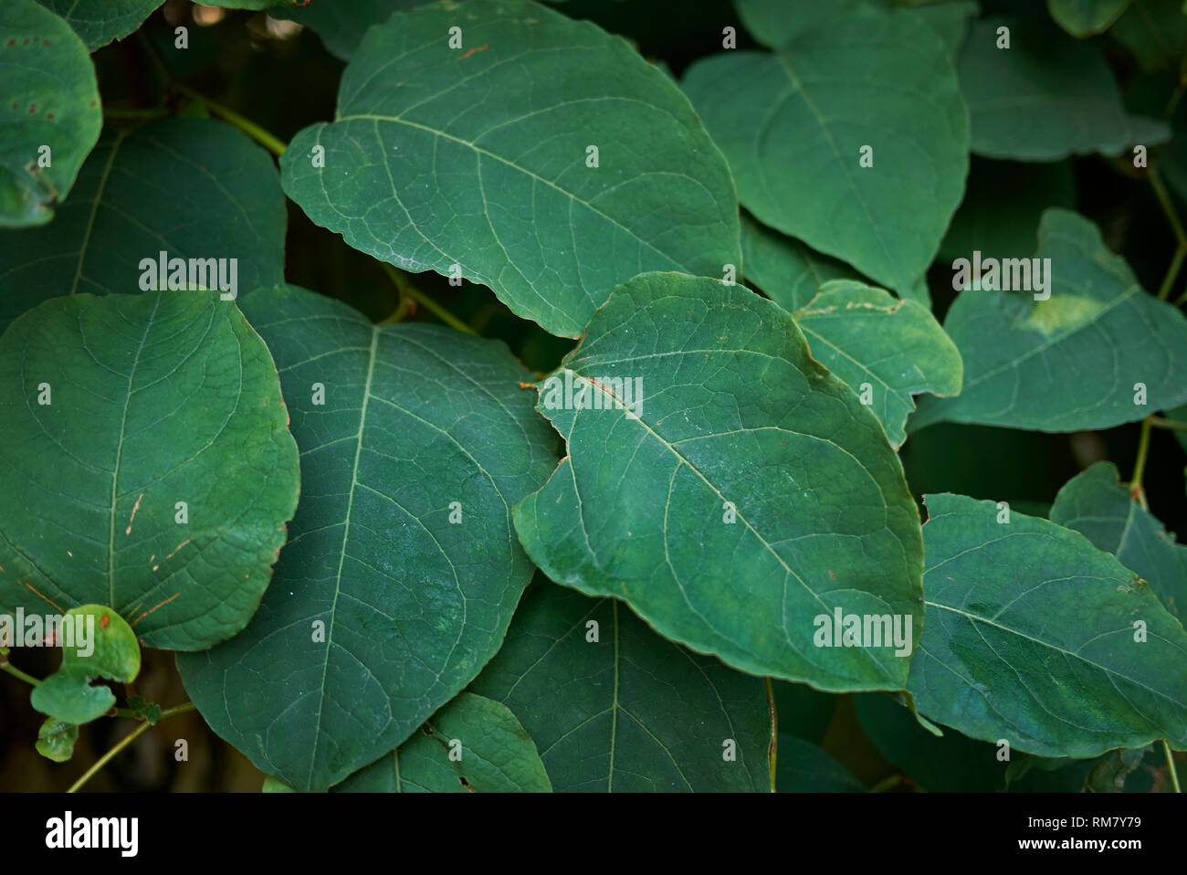 Fallopia vine plant Stock Photo - Alamy