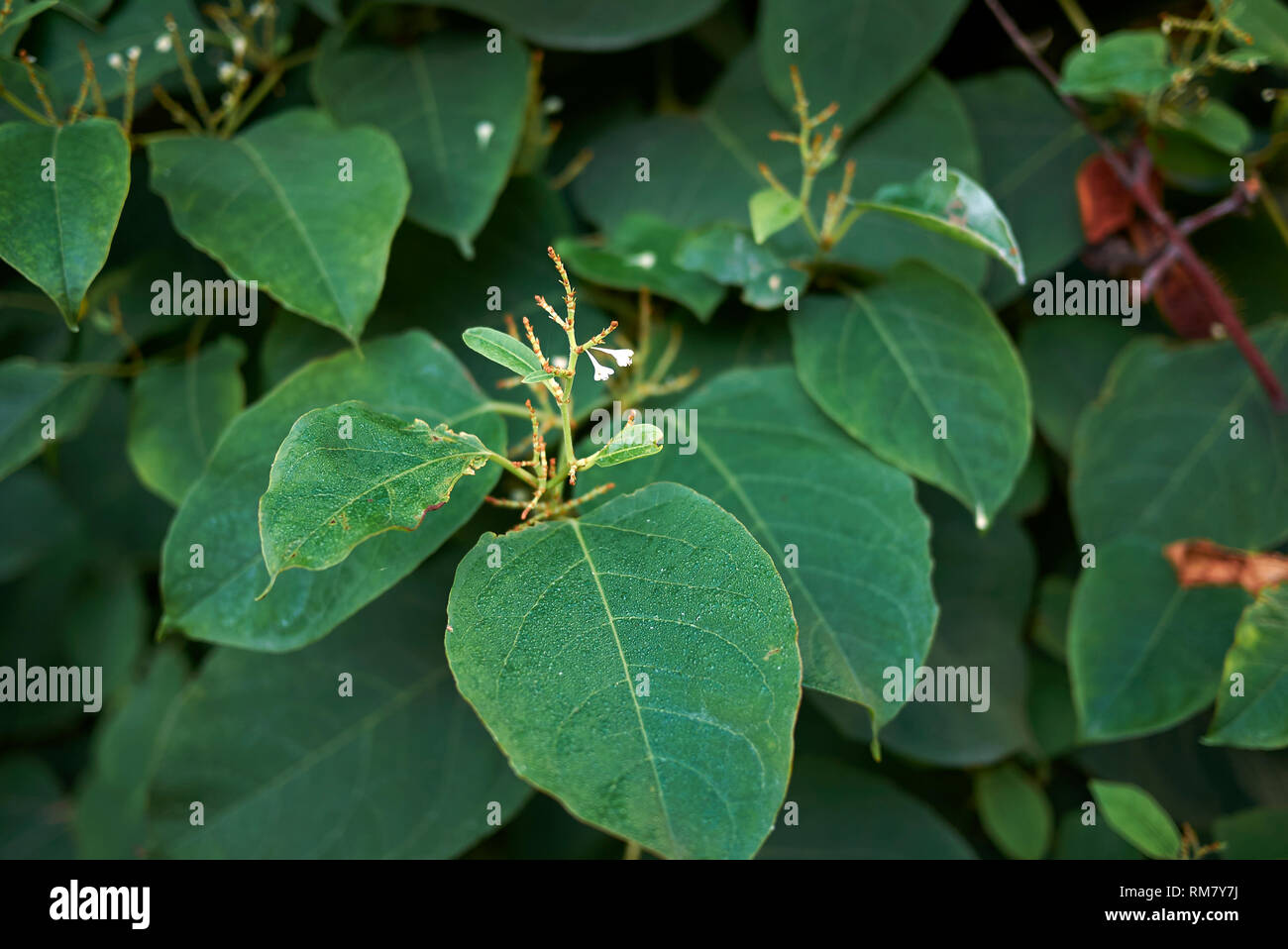 Fallopia vine plant Stock Photo - Alamy