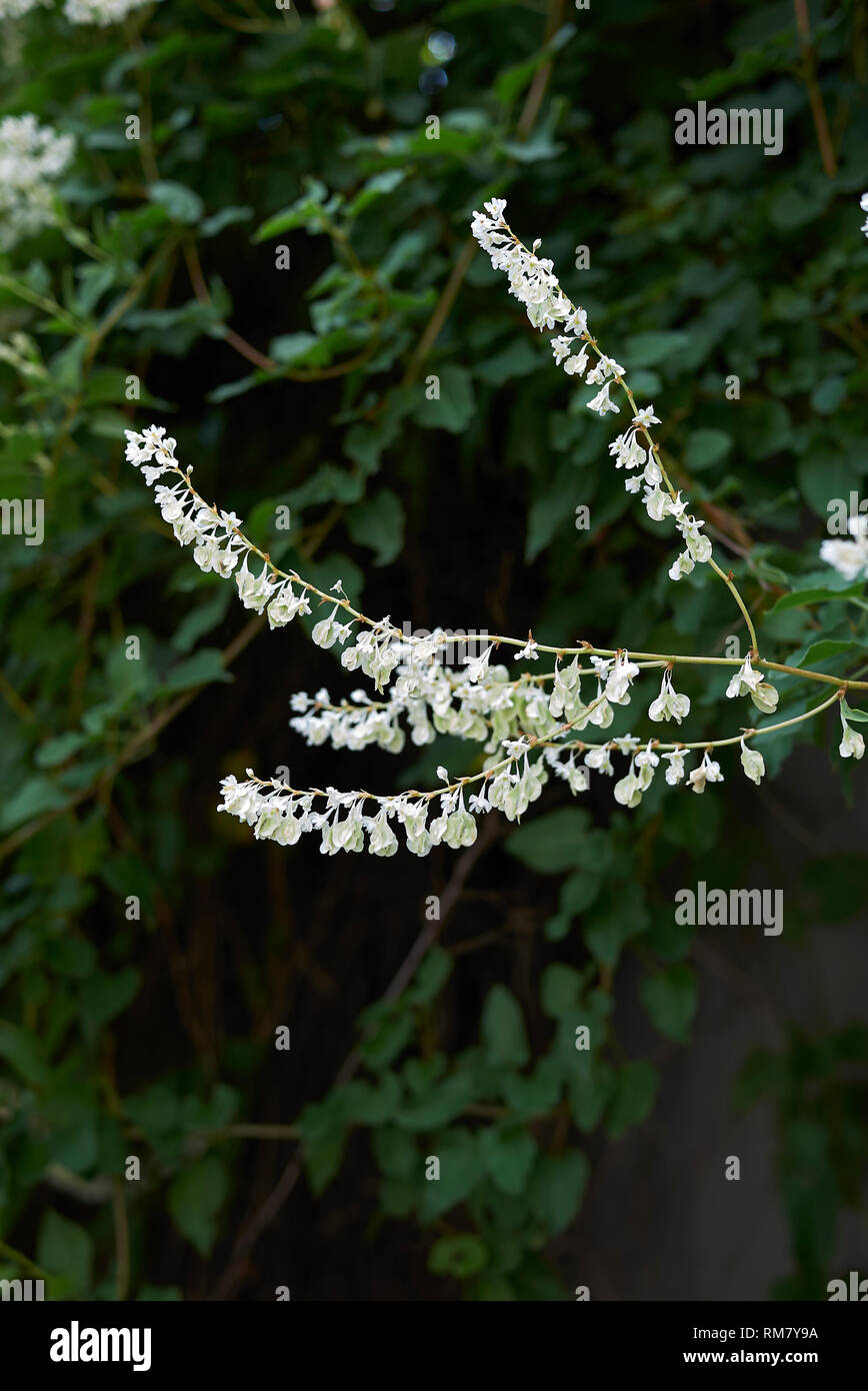 Fallopia baldschuanica russian vine hi-res stock photography and images ...