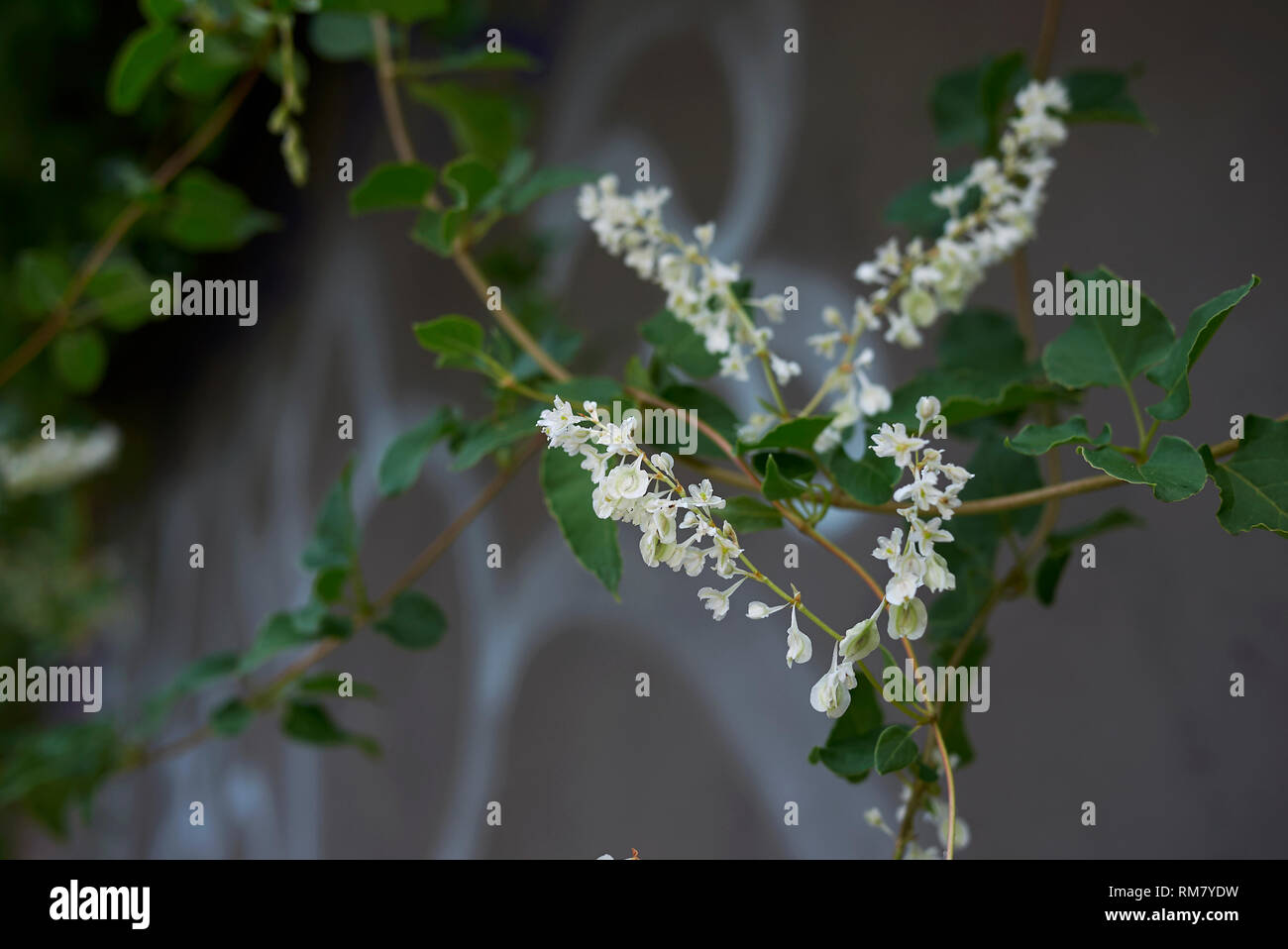 Fallopia Russian Vine High Resolution Stock Photography and Images - Alamy