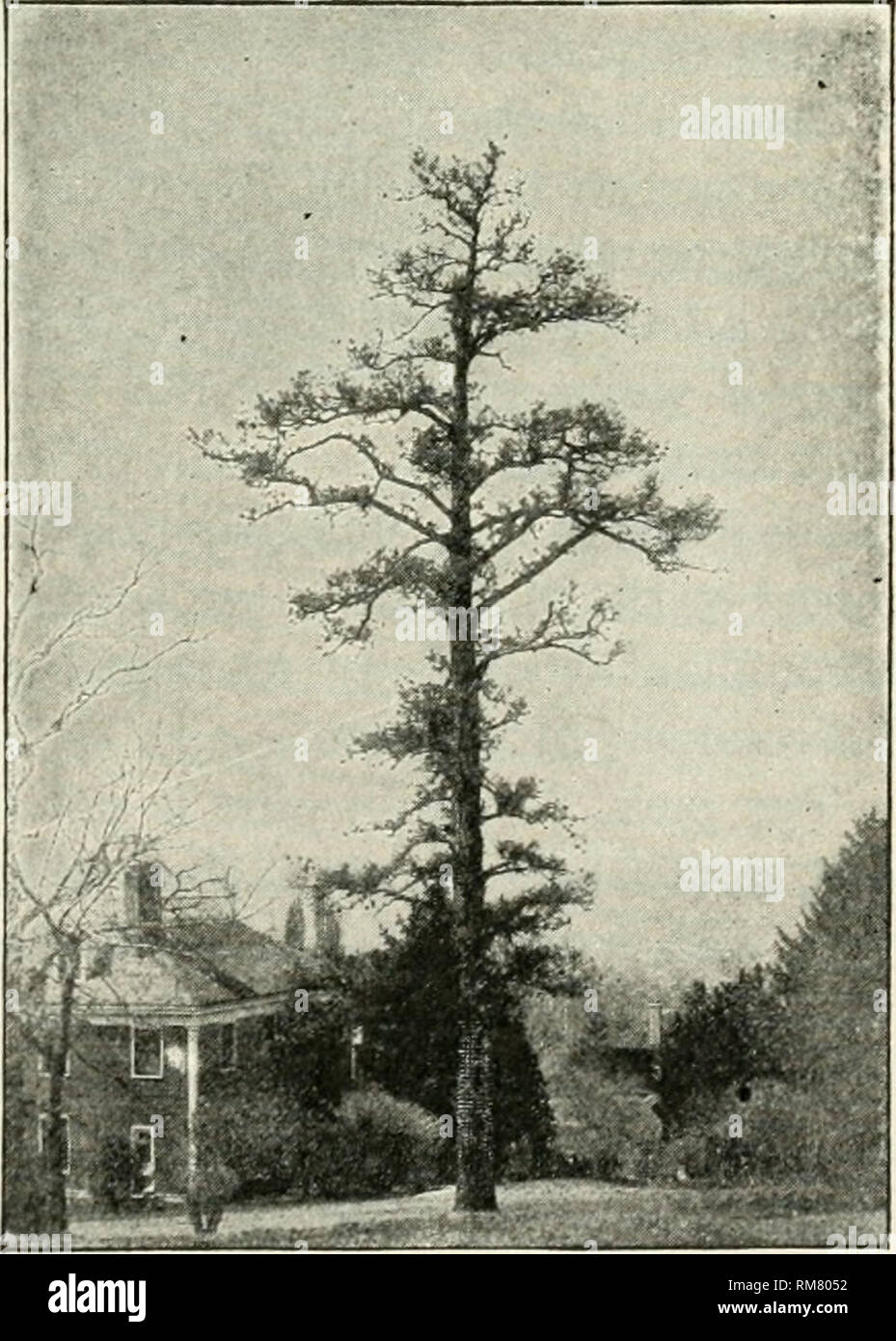 Tall straight pine tree crown hi-res stock photography and images - Alamy