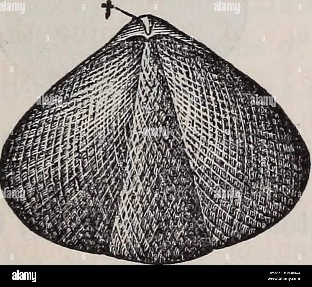 Pentamerus hi-res stock photography and images - Alamy