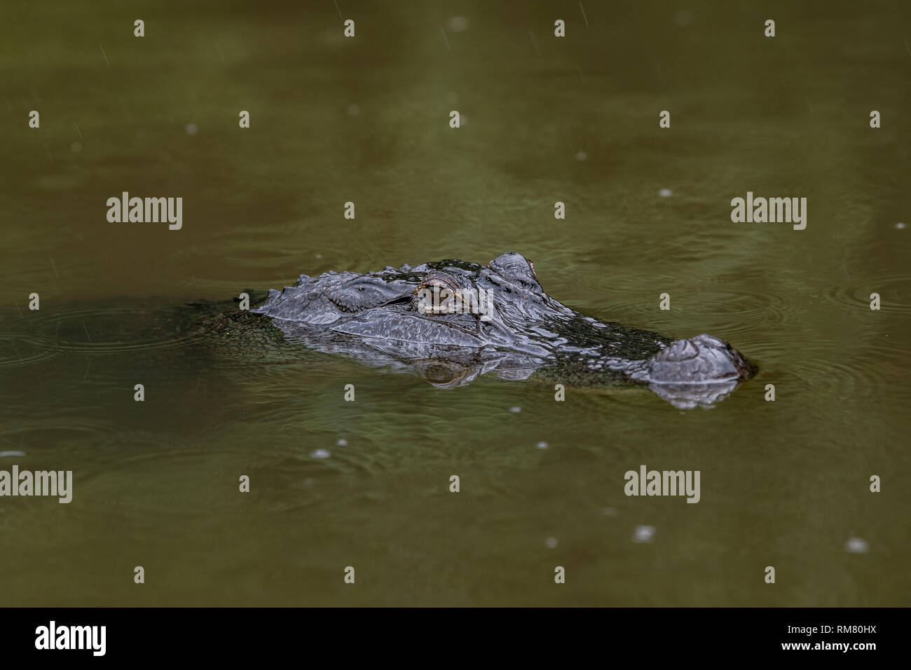 American Alligator in wild Stock Photo - Alamy
