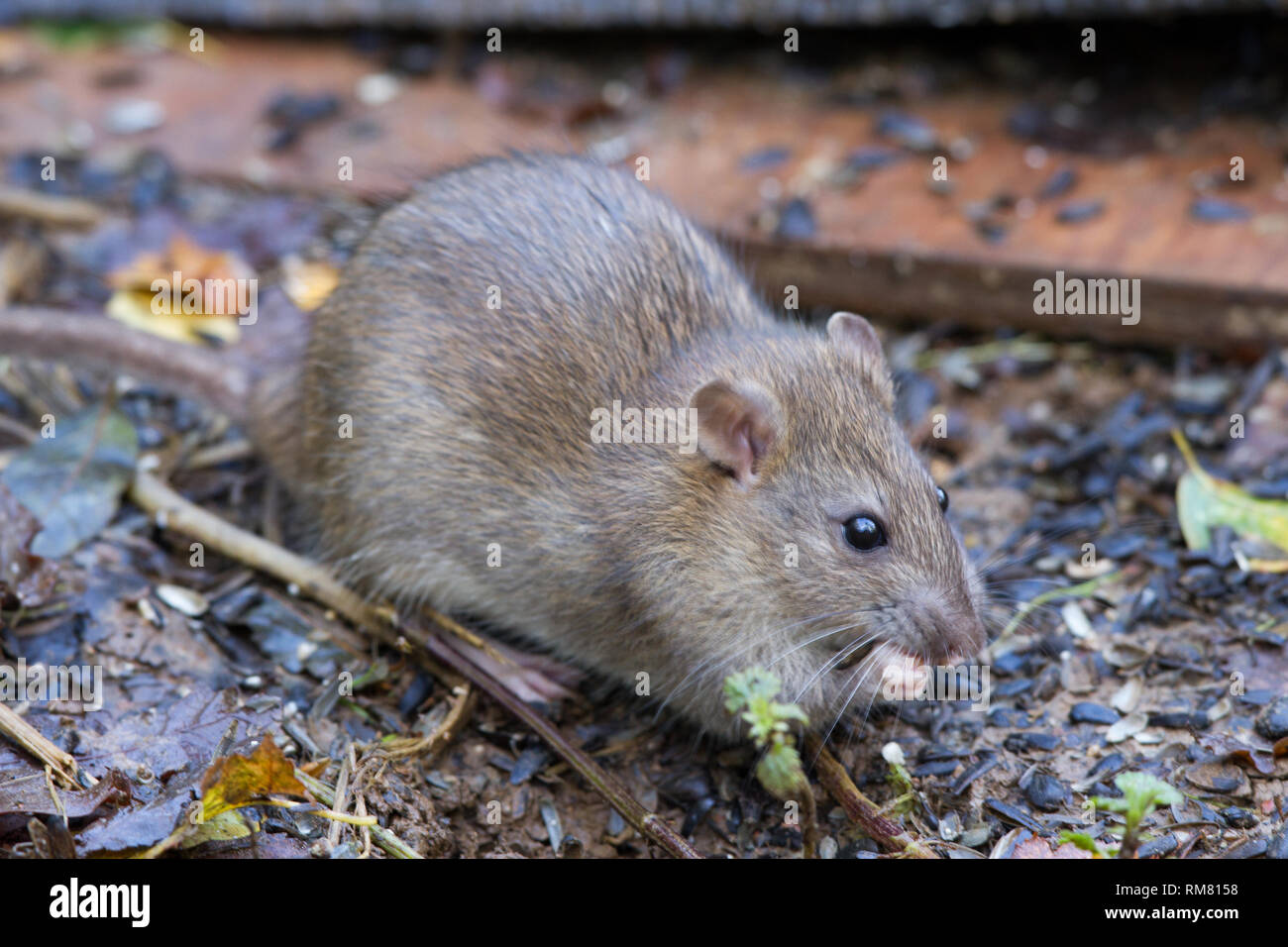Black Rat (Rattus rattus Stock Photo - Alamy