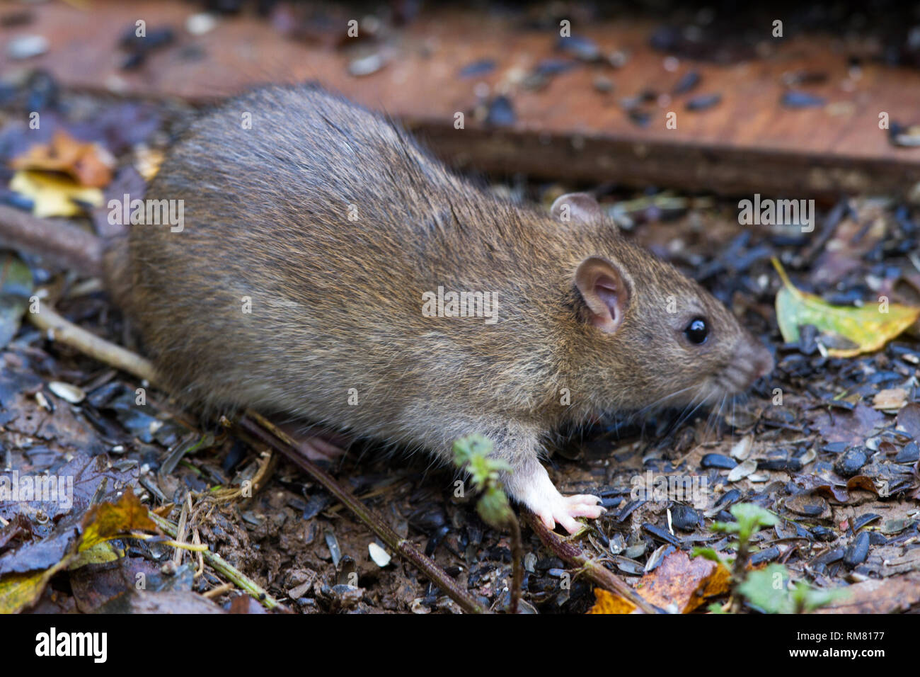 Rattus rattus hi-res stock photography and images - Alamy