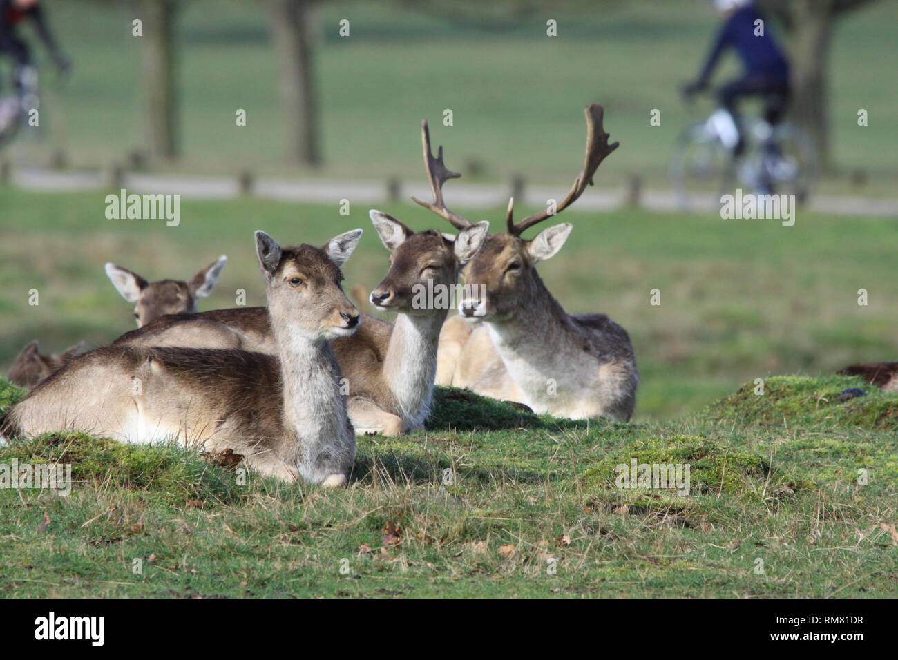 Fallow deer british wildlife hi-res stock photography and images - Alamy