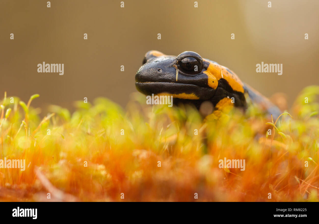 The fire salamander Salamandra salamandra in Czech Republic Stock Photo ...